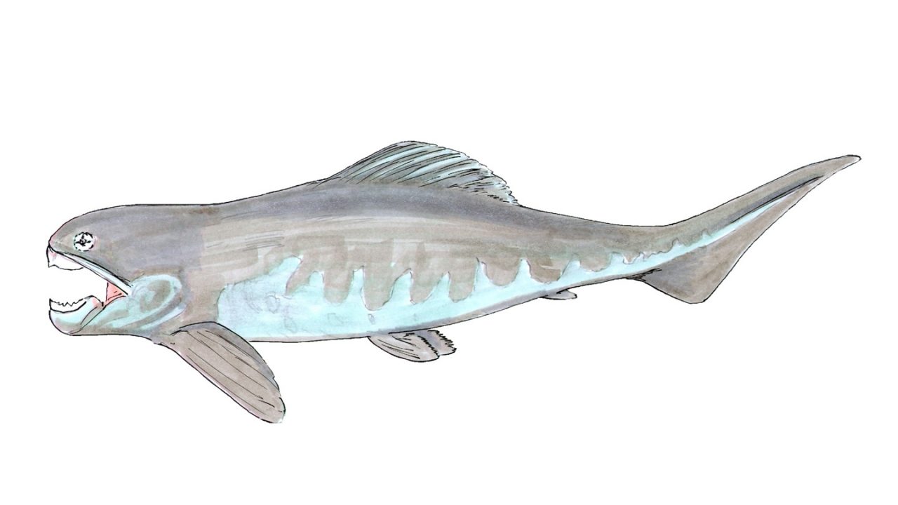 Dunkleosteus Tips – Dunkleosteus Taming Ark – FDOMF