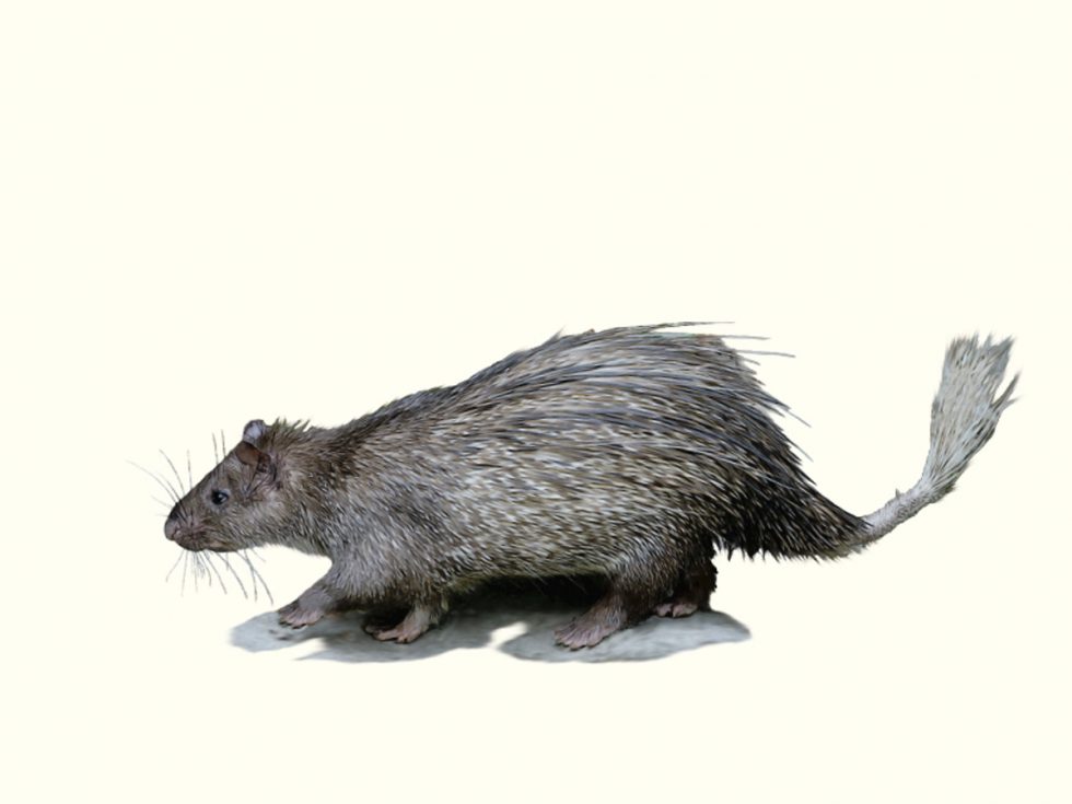 Afrikanischer Quastenstachler | Freizeitpark Germendorf