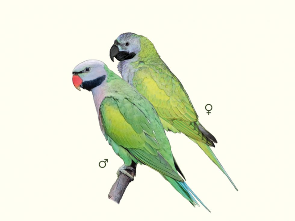 Chinasittich | Freizeitpark Germendorf