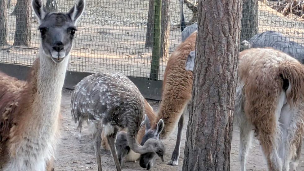 Guanako | Freizeitpark Germendorf