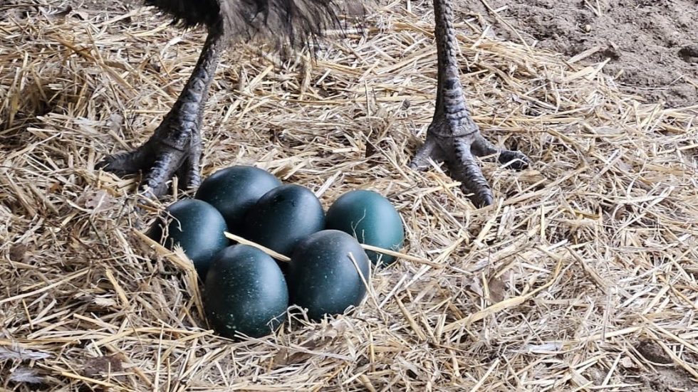 Nach Jahren endlich wieder Emu-Nachwuchs! | Freizeitpark Germendorf